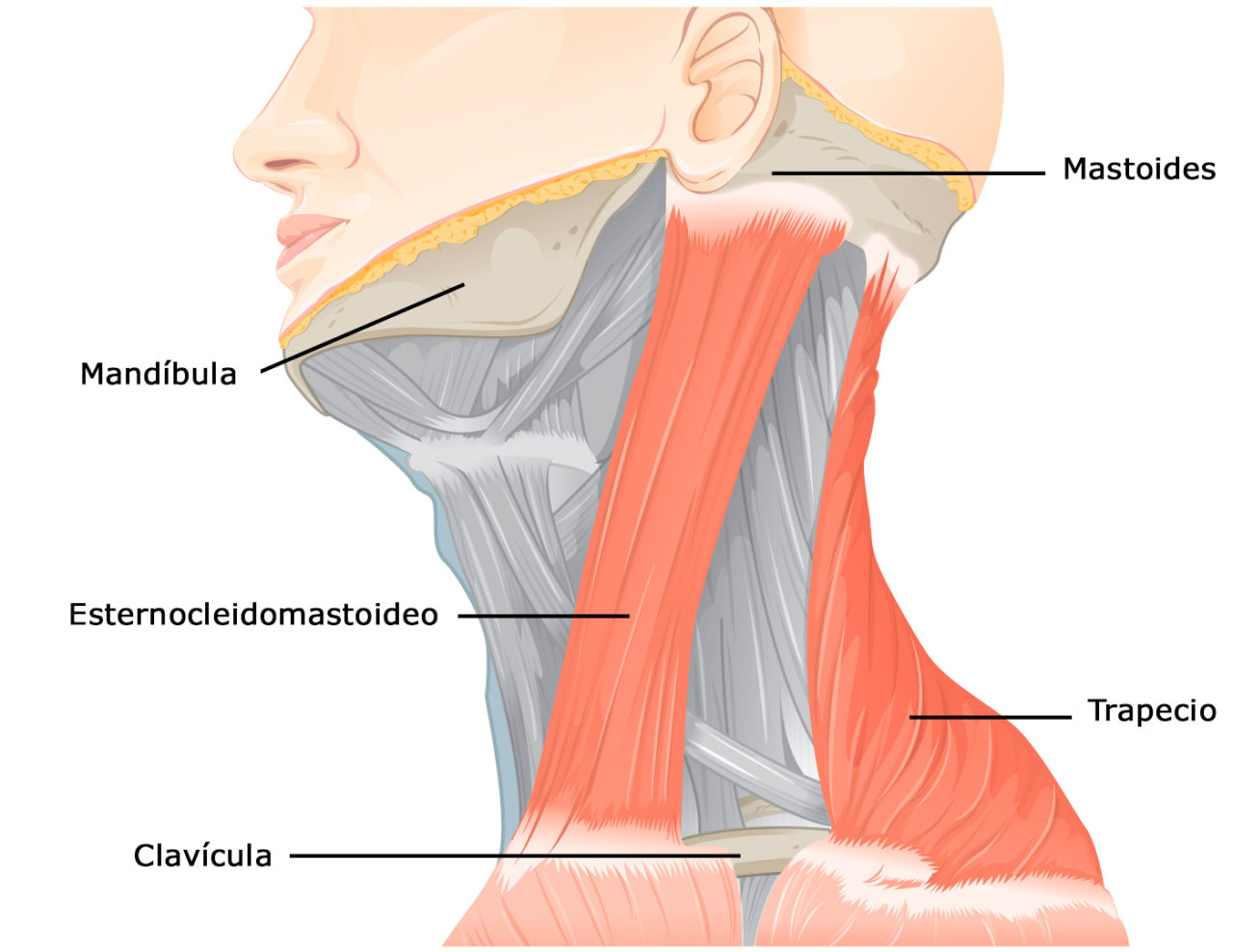 Tortícolis Muscular Congénita en Bebés - RIE Rehabilitación e ...